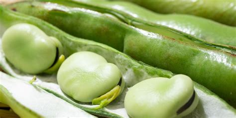 From Bread To Burgers How Faba Bean Protein Transforms Food Development