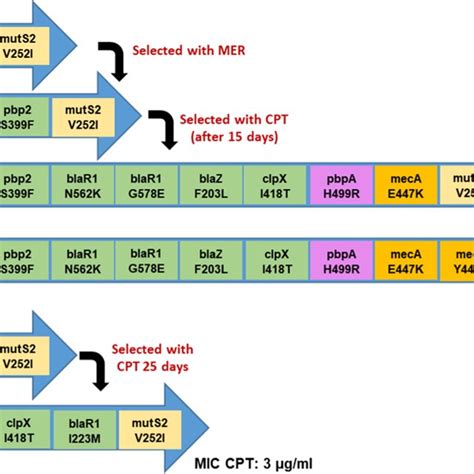 Pre Exposure To Piptaz And Cef Does Not Select Cpt Download Scientific Diagram Pre Exposure To Piptaz And Cef Does Not Select Cpt Download Scientific Diagram