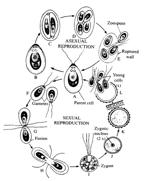 Chlamydomonas Life Cycle