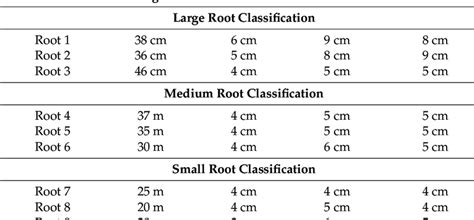 Dimensions Of All Roots Utilized In The Study Measurements Were Download Scientific Diagram