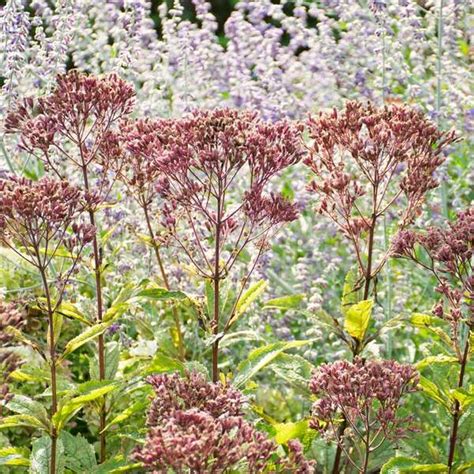 Eupatorium Purpureum Euphoria™ Ruby White Flower Farm