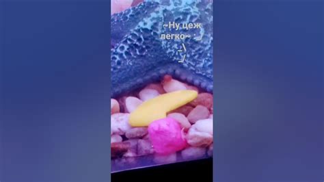 Равлик🐌 Юля Youtube