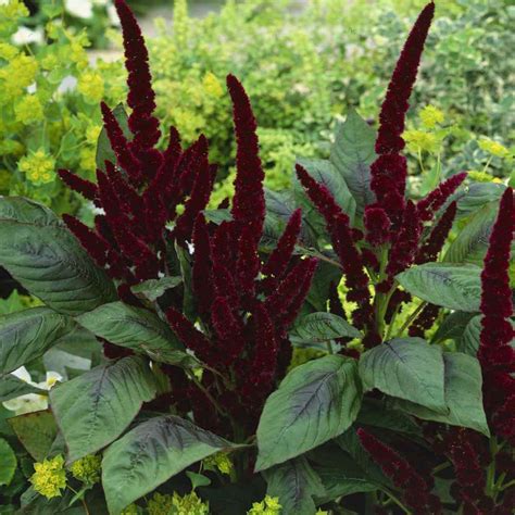 Amaranthus Seeds Amaranthus Hypochondriacus Pygmy Torch Flower Seed