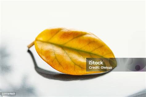 눈부심 배경에 노란 잎 외롭게 시들어가는 나뭇잎의 클로즈업 선택적 소프트 포커스 외로움과 노화의 개념 10월에 대한 스톡 사진 및 기타 이미지 Istock