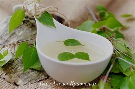 Березовый сок. Полезные свойства, польза, вред. Как собирать и хранить