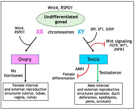 Schematic View Of Sex Determination In The Undifferentiated Gonad Both