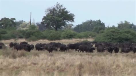 Japanese Visits Africa Eporner