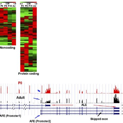 expression of alternative transcripts during cerebellum development