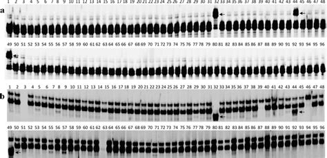 Polymerase Chain Reaction Pcr Amplification Pattern Of Download Scientific Diagram