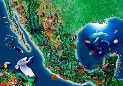 ¿cuál Es La Flora Y Fauna De México México Mi País