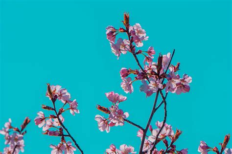 복사 공간으로 밝은 청록색 하늘 배경에 봄에 분홍색 벚꽃 벚꽃의 가지 3월에 대한 스톡 사진 및 기타 이미지 3월 4월 가까운 Istock