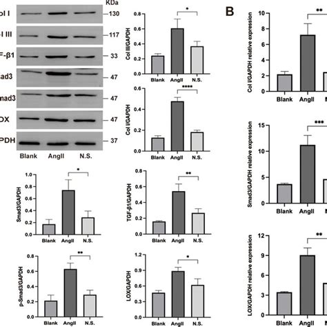 Expression Of Fibrosis Associated Molecules In Atrial Tissue Of Rats In