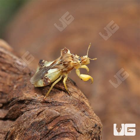 Jagged Ambush Bug Phymata Sp For Sale Underground Reptiles Jagged Ambush Bug Phymata Sp For Sale Underground Reptiles
