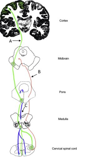 Module 4b Exam 10 As Learning Mc Flashcards Quizlet