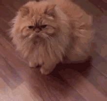 Cat Yawn S Tenor Cat Yawn S Tenor