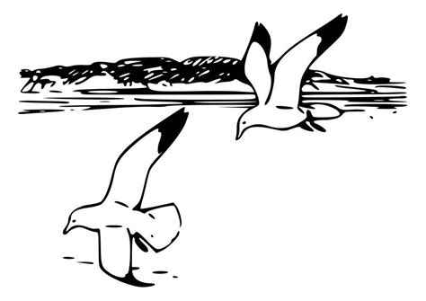 Dibujo De Pájaros Gaviota Argéntea Para Colorear Img 19013