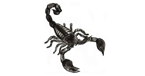 How To Draw A Scorpion Step By Step Drawing Tutorial
