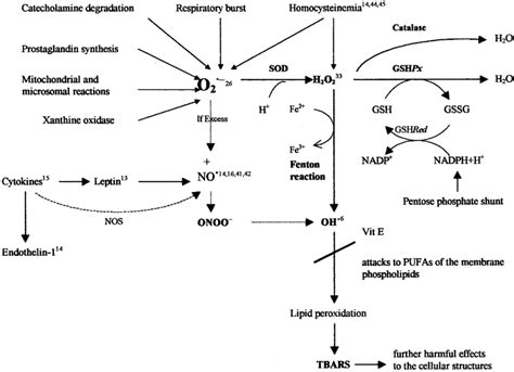 Schematic Representation Of Enzymatic Ros Production Antioxidant