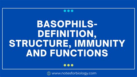 Basophils Definition Structure Immunity And Functions
