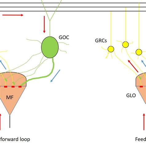 Feedforward And Feedback Loops In The First Loop The Mf Excites The