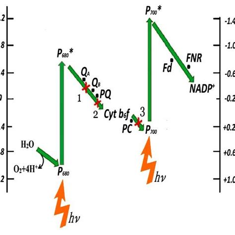 The Structural Formula Of Chlorophylls Chl A Chl B Chl D And Chl F Download Scientific