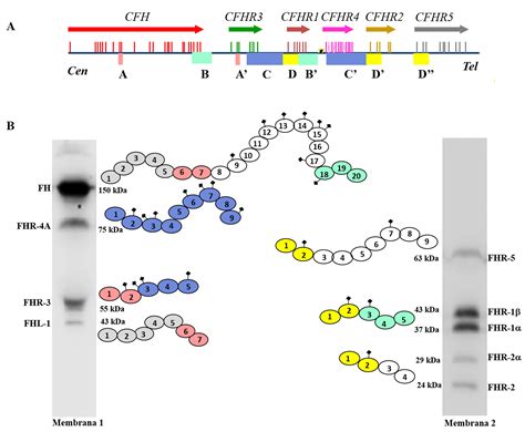 Contribution Of Functional And Quantitative Genetic Variants Of Complement Factor H And Factor H