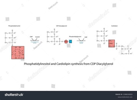 Schematic Molcular Diagram Phosphatidylinositol Cardiolipin Synthesis