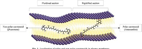 Figure 2 From Nanoencapsulation Of Carotenoids Within Lipid‐based
