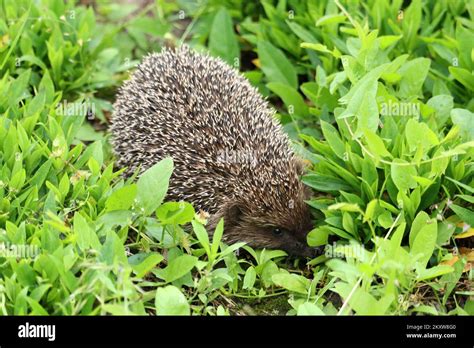 Wild Hedgehog Scientific Name Erinaceus Europaeus Close Up Of A Wild