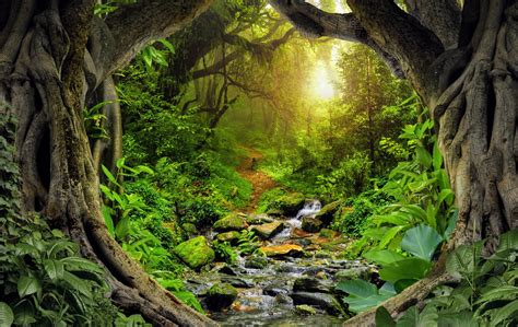 Forests Play An Overlooked Role In Earths Climate System