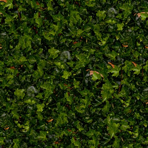 Photorealistic Texture Pack 3 Ptp Foliage06 512x512png