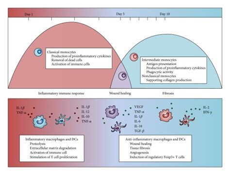 Time Course Of Human Monocyte Subsets Recruitment And Their Download Scientific Diagram
