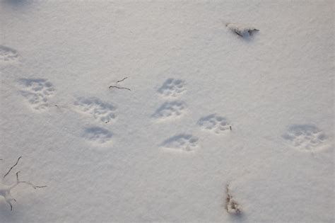 Fisher Cat Tracks Hencam