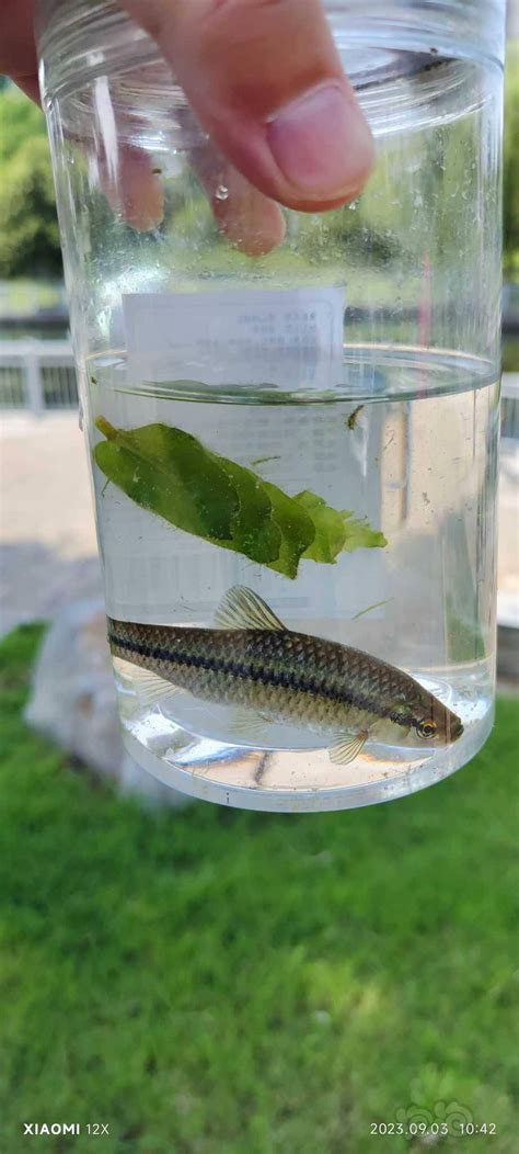 请问各位这是什么鱼 泡泡水族