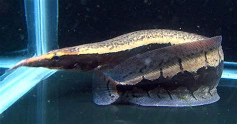 Borneo Python Eel Live Freshwater Aquarium Fish Trins Tropical Fish Borneo Python Eel Live Freshwater Aquarium Fish Trins Tropical Fish