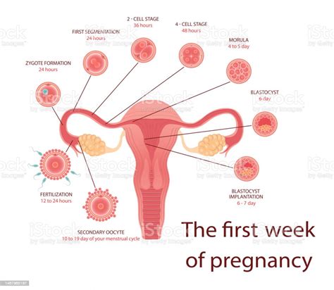 Cell Development Stock Illustration Download Image Now Anatomy