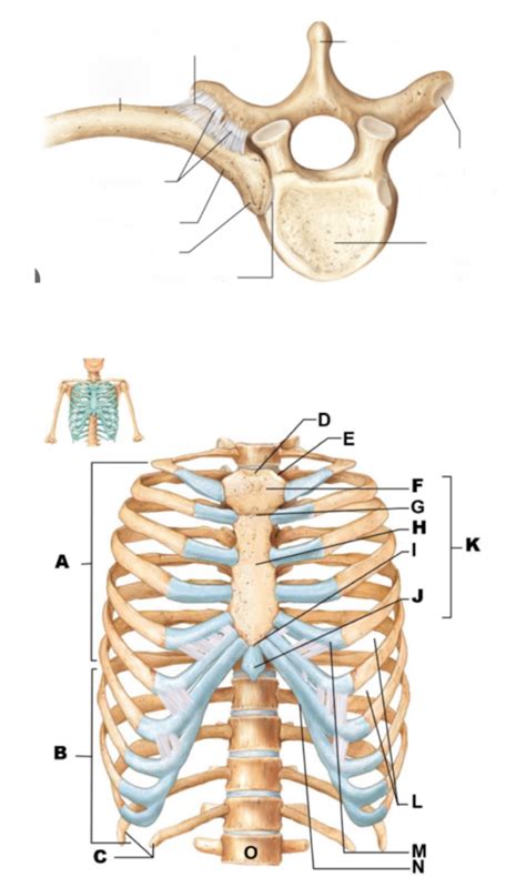 Biol 251 Thoracic Cage Skeleton Terms And Definitions Flashcards Quizlet