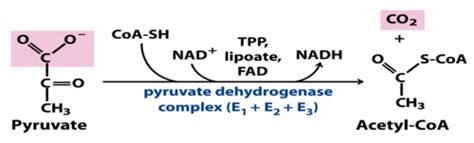 Chem 423b Pdh Complex Rxns And Reg Flashcards Quizlet