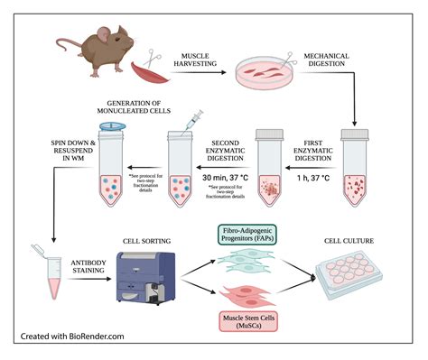 Video Facs Isolation And Culture Of Fibro Adipogenic Progenitors And