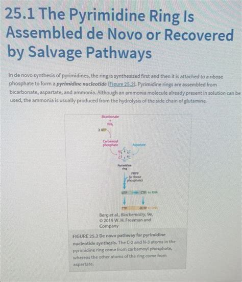 Solved Can You Explain The Assembly Of The Pyrmidine