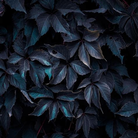 Premium Photo Blue Plant Leaves In The Garden Blue Background