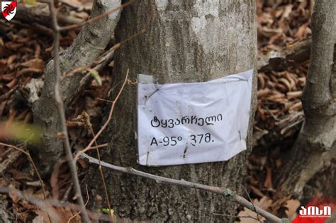 საზოგადოებრივი საზოგადოებრივი ორგანიზაცია აისი