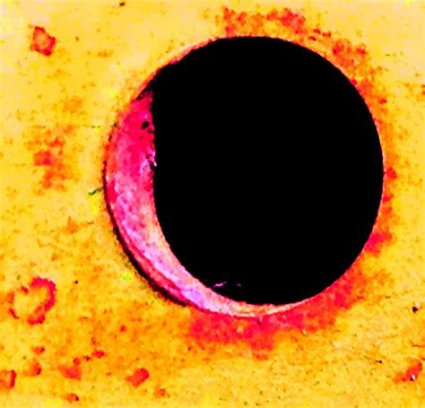 Raspberry Rust Photograph By Frederick Lyle Morris Disabled Veteran Fine Art America