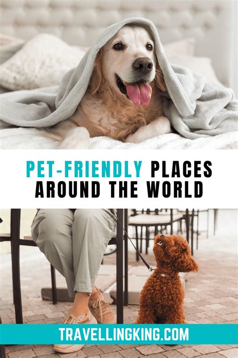 Pet-Friendly Places Around the World: Best Spots for Your Furry Friends