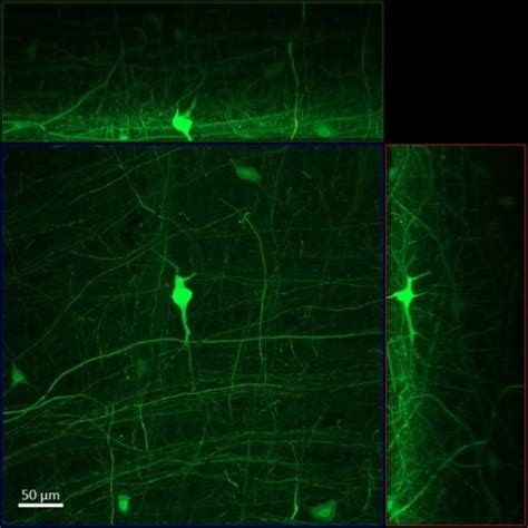 Multiphoton Microscope Zeiss Lsm 980 Non Linear Optics Strec Scientific And