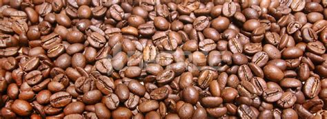 커피 원두를 길게 깔고 찍은 사진 원두 예올 사진 커피 원두 커피빈 원목 카페 따뜻한 갈색 커피콩 로스팅