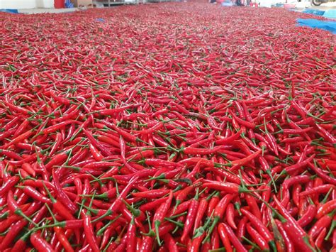 ម្ចាស់ចំការម្ទេសខេត្តសៀមរាប៖ ម្ទេសដៃនាងមានតម្រូវការទីផ្សារក្រៅស្រុកខ្ពស់ អាចនាំចេញជាង៤០តោន