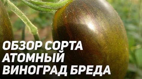 ОБЗОР СОРТА АТОМНЫЙ ВИНОГРАД БРЕДА | Томаты, Помидоры - YouTube