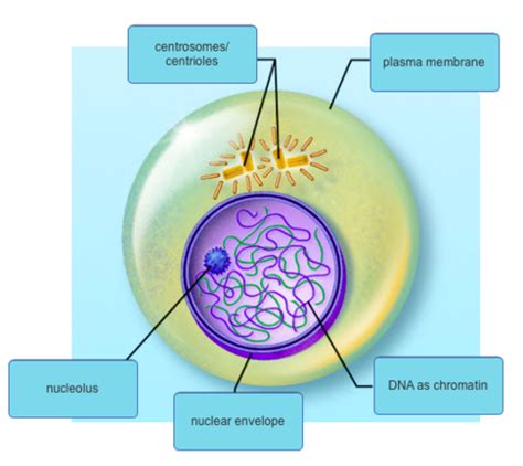 Interphase Labeled