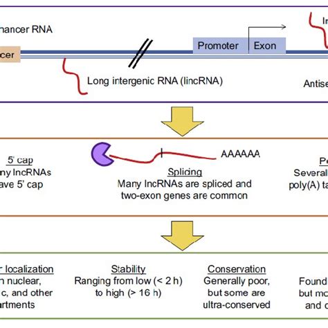 Lncrna Mediated Transcriptional Regulation Long Non Coding Rnas